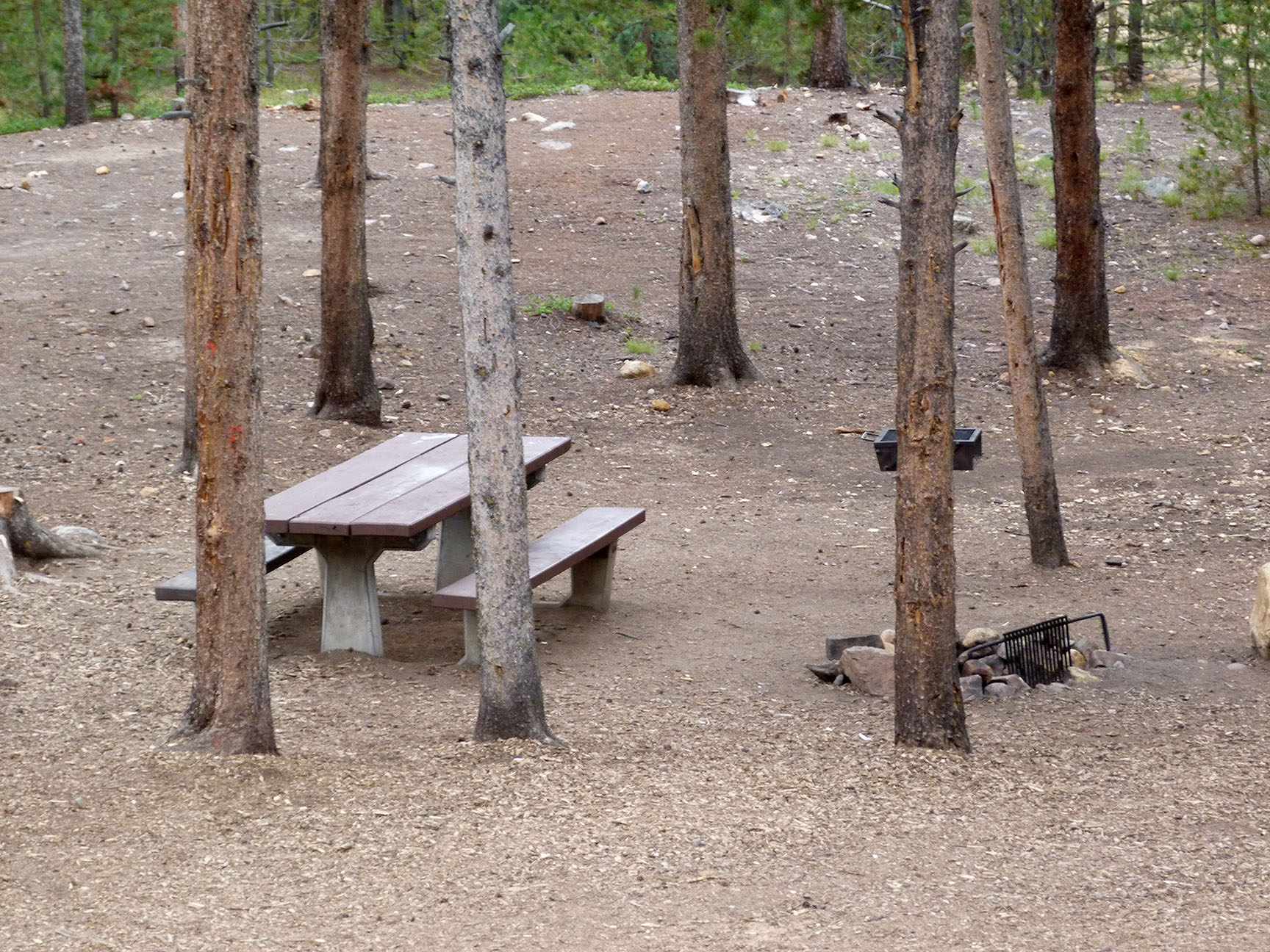 Camp-out-colorado-belle-turquoise-lake-trees - Camp Out Colorado