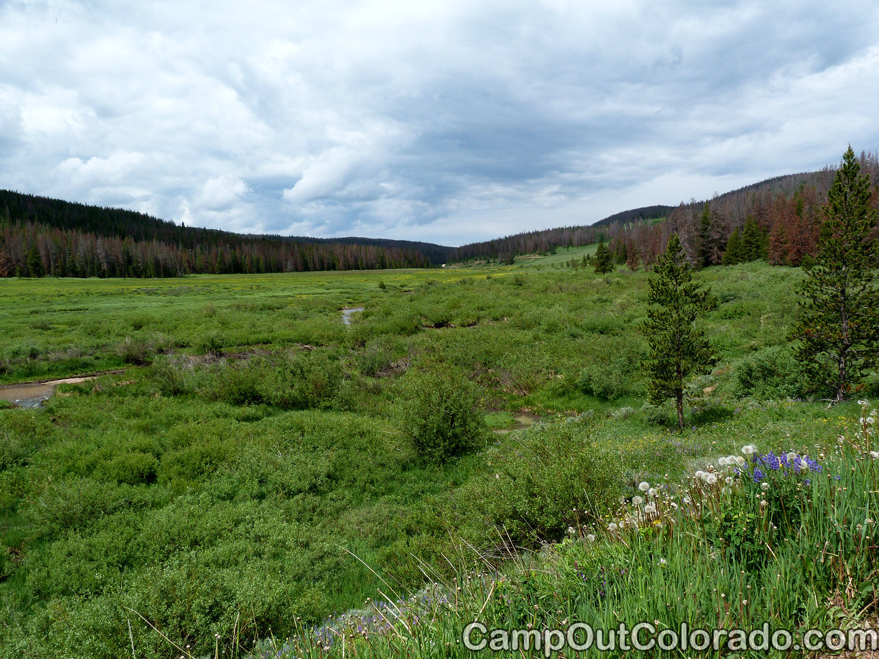 Camp-out-colorado-bockman-campground-west-meadow - Camp Out Colorado