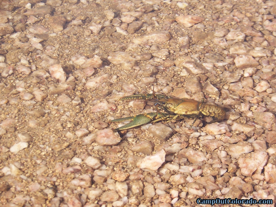 crawdad - Camp Out Colorado